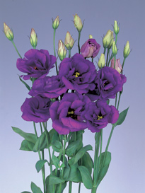 Flowers - LISIANTHUS PURPLE GROWER BUNCH