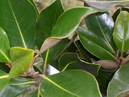 Flowers - MAGNOLIA BRANCHES GROWER BUNCH