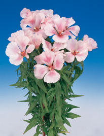 Flowers - GODETIA PINK 10 STEMS