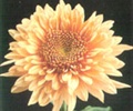 Flowers - CREMONE-BRONZE 10 STEMS