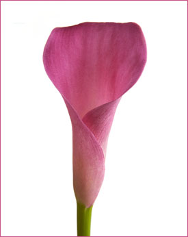Flowers - CALLA-MINI-LAVENDER 10 STEMS